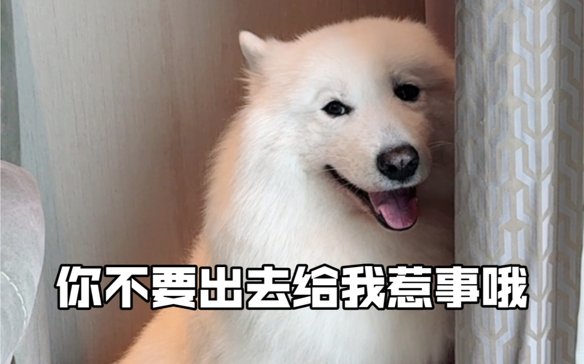 安全教育每日一课,配合狗界扫黑除恶