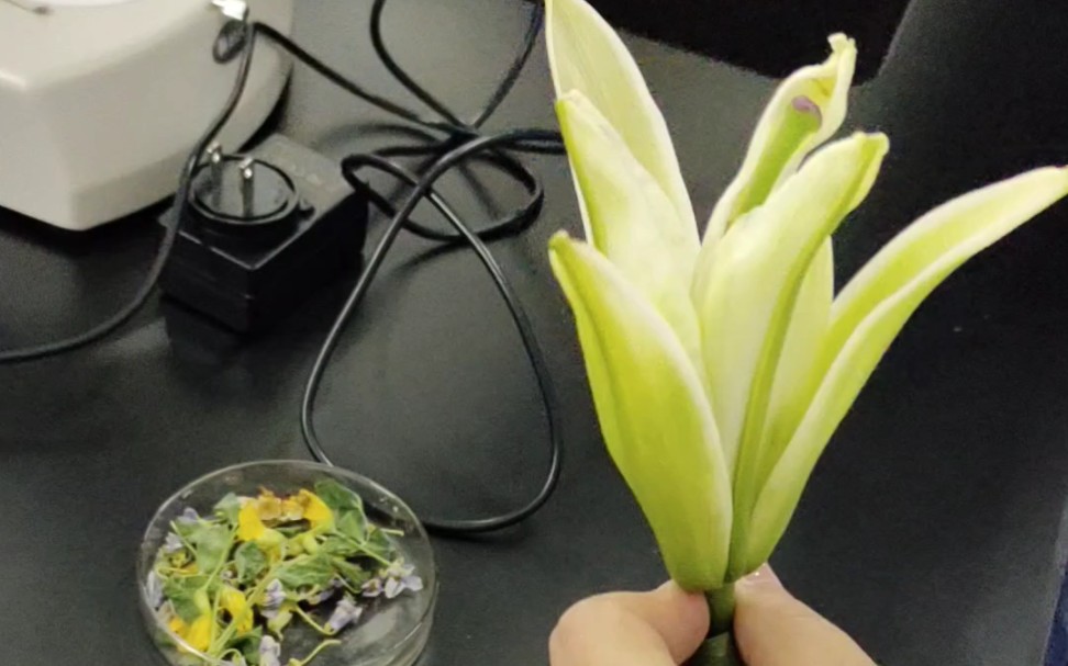 【百合花的解剖】大学生技植物学实验