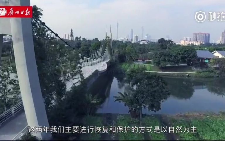 ...湿地公园就在家门口》1万6千5百亩海珠湿地,是广州的空气净化器和...