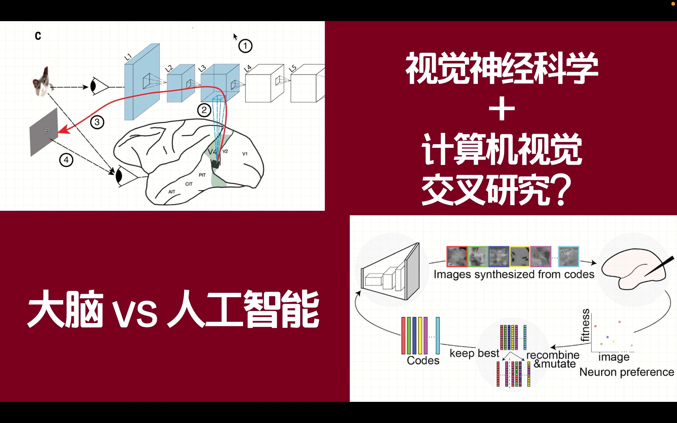 生物视觉/计算机视觉如何走到一起?