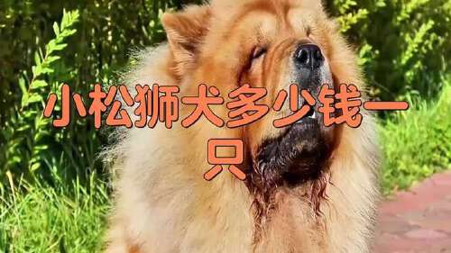 养一只松狮犬要花多少钱?看完价格我惊呆了!