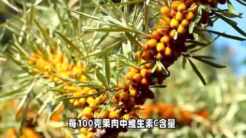 揭秘刺梨原浆的多重健康功效:维C之王如何助力男性生理机能