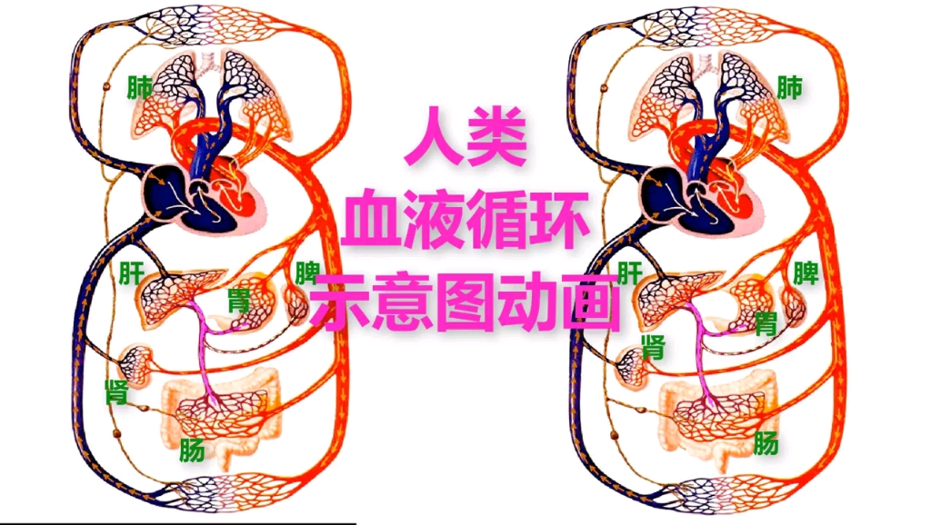 了解人体内的血液是怎么流动的,有助于疾病康复!