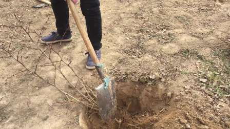 农村小伙挖了“6颗枣树”不知道怎么样种容易活,有种过的吗?