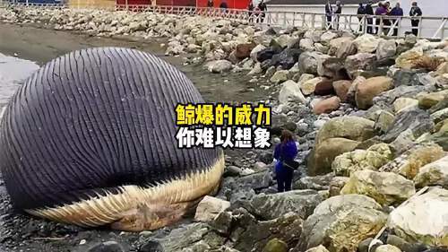 世上威力最大的生化武器鲸爆