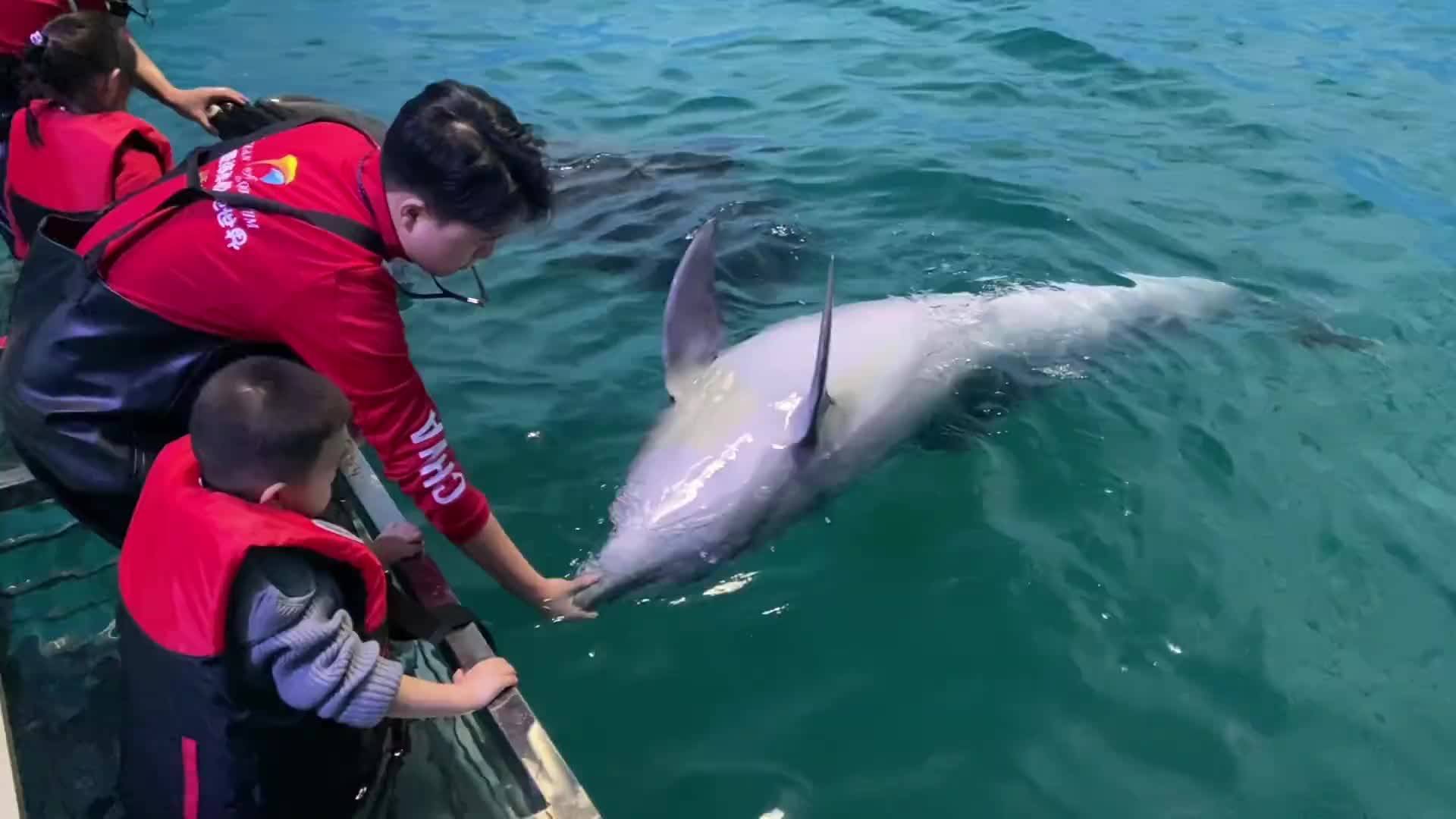 海豚宝宝们新开放的一个互动小项目来咯