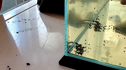 鱼缸水开始发黄,换个新的活性炭看看。