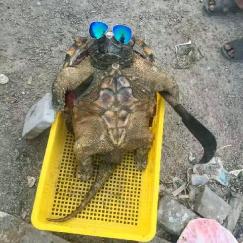 Android大叔伏牛 