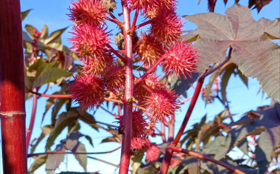 短期借款的核算