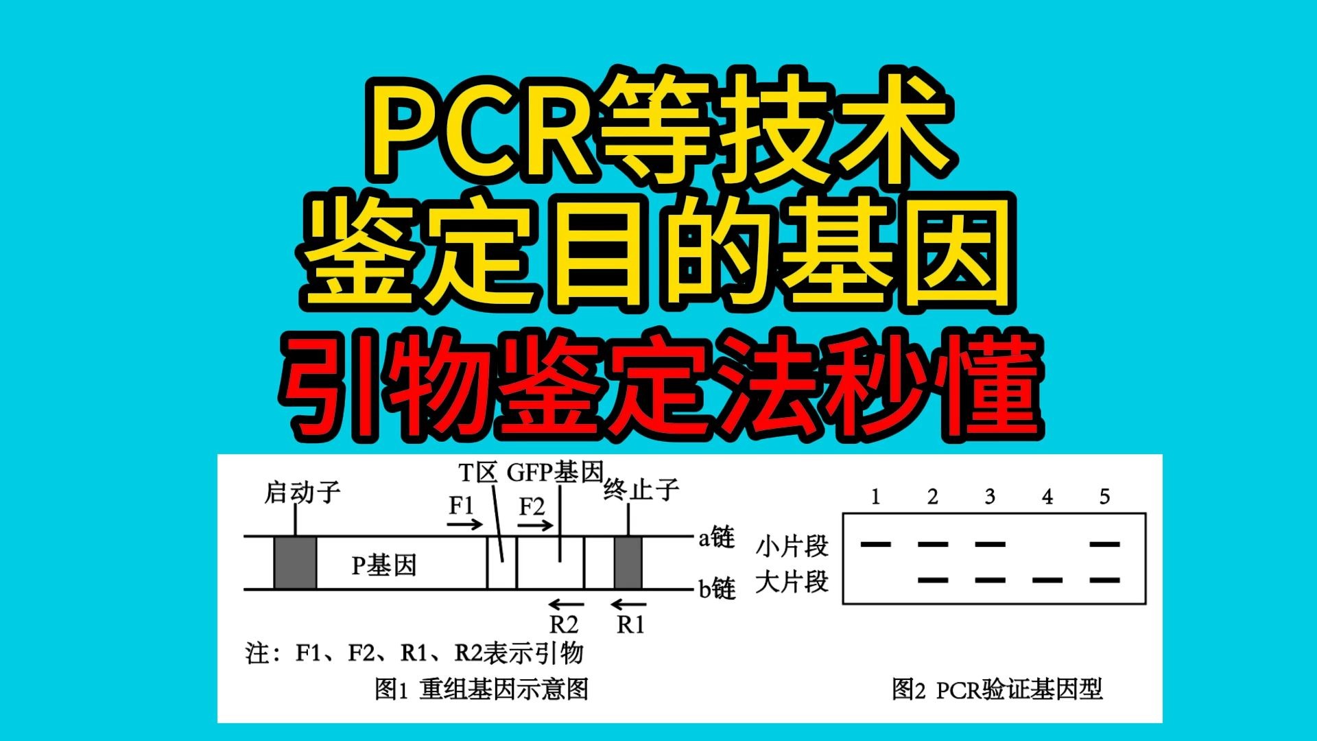 PCR等技术鉴定目的基因中引物咋用?秒了