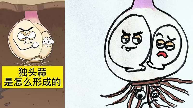 独头蒜的形成,创意简笔画,儿童画,一起学画画