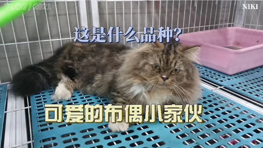 这是什么品种的猫?可爱的布偶小家伙