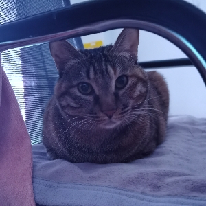 穿毛裤的猫叫毛毛 