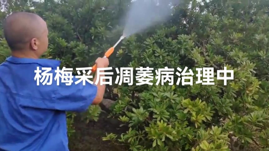 用绿农林为仙居杨梅凋萎病治理中#杨梅 #病虫害防治 #果树管理
