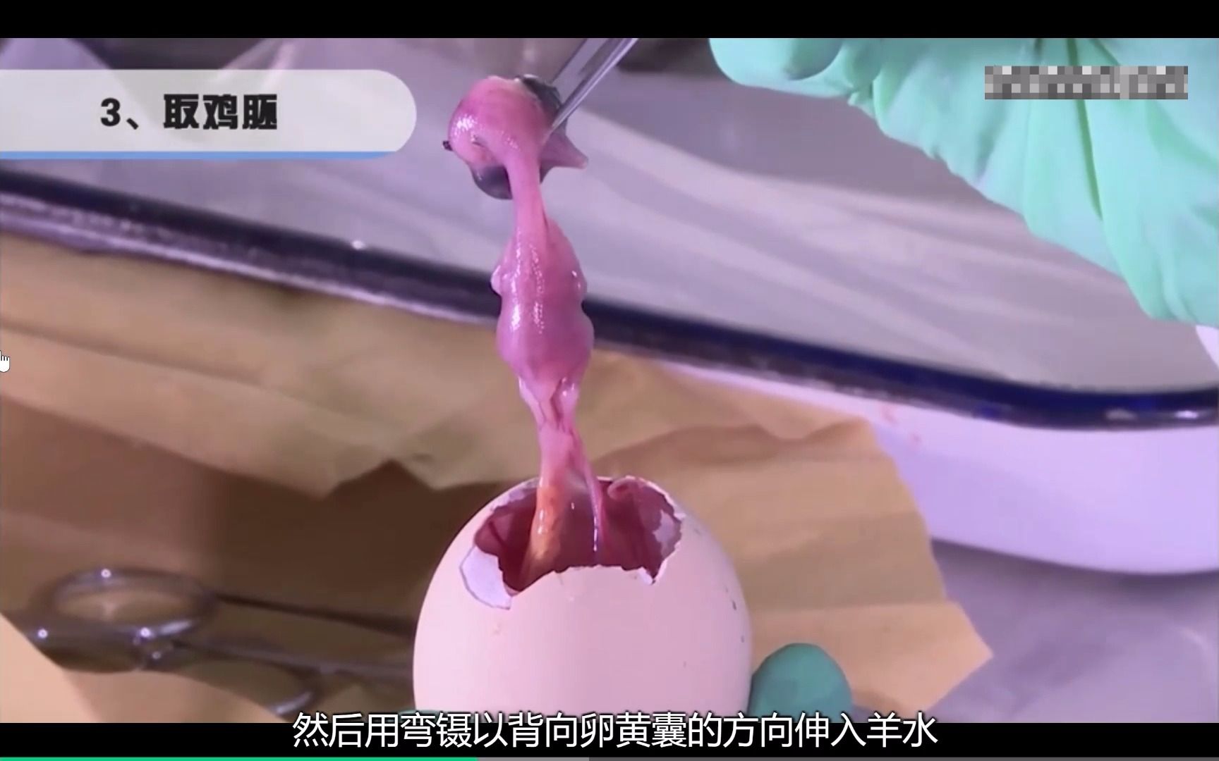 鸡胚的原代培养和传代培养