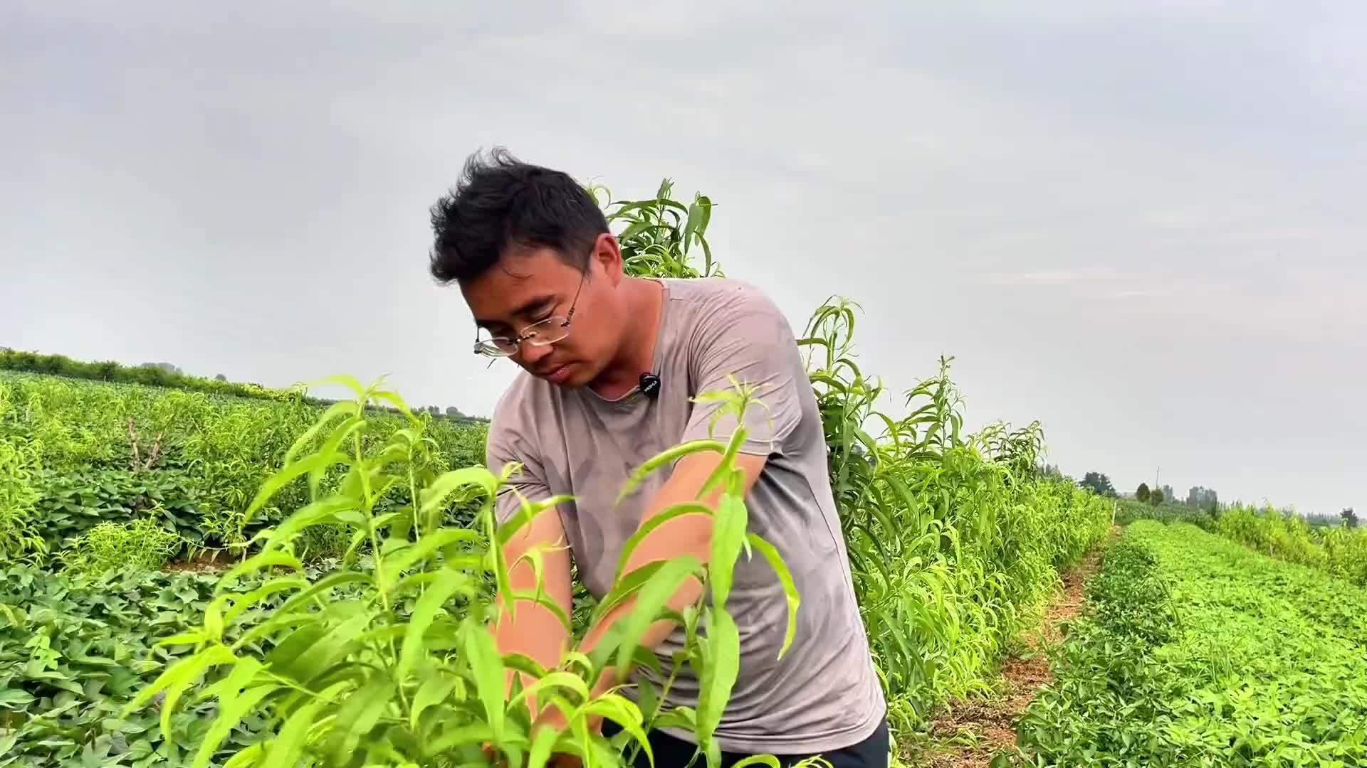 春季种植的桃树,这种管理