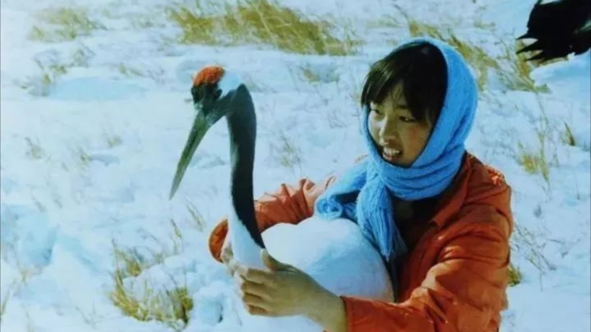 《一个真实的故事》又名《丹顶鹤的故事》——朱哲琴【致敬守鹤天使...