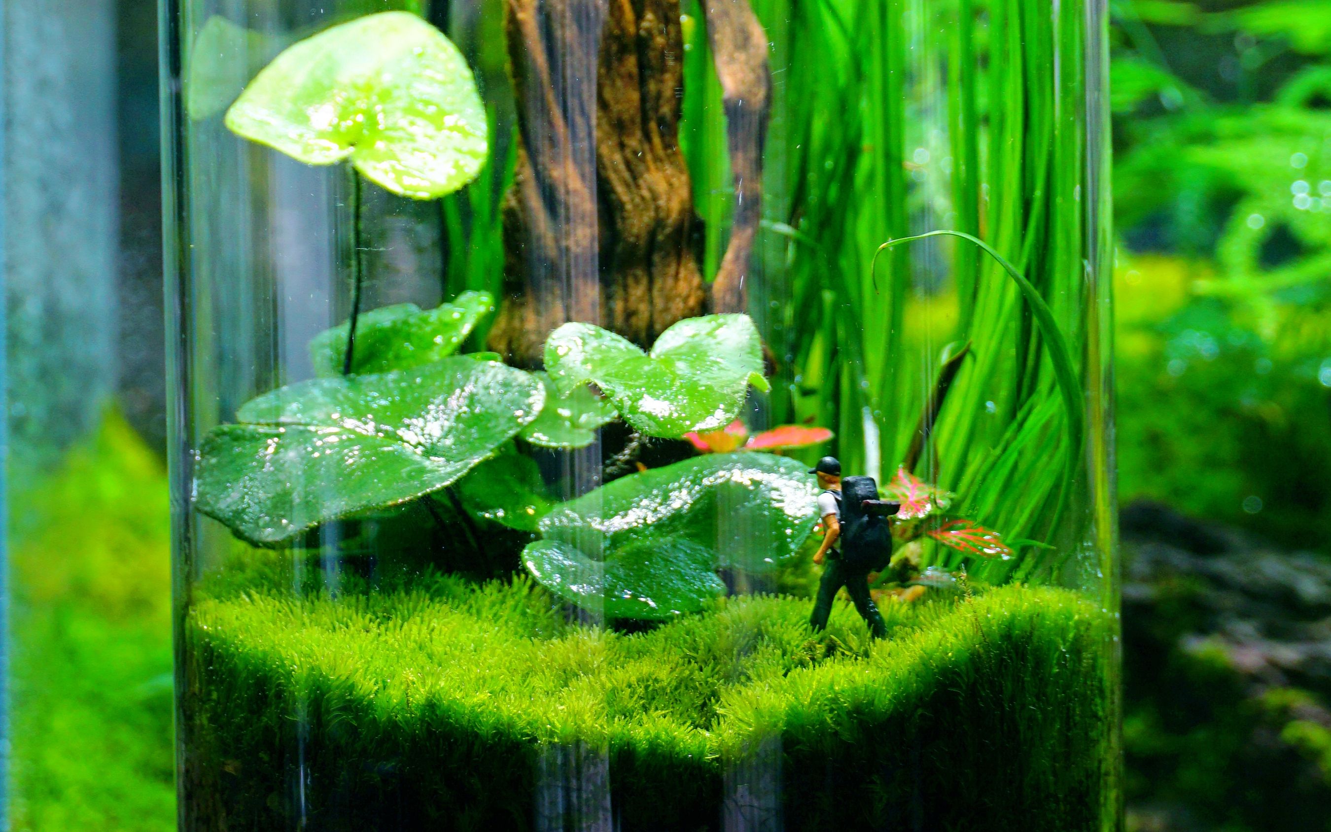 微景观养护 | 放养方式,养了一年多的微景观!微景观没有那么难养!