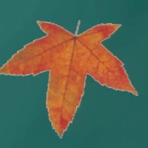 小林带你学数学和语文 