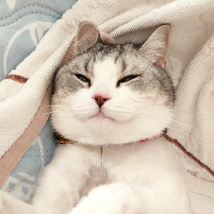卤蛋的猫头子 