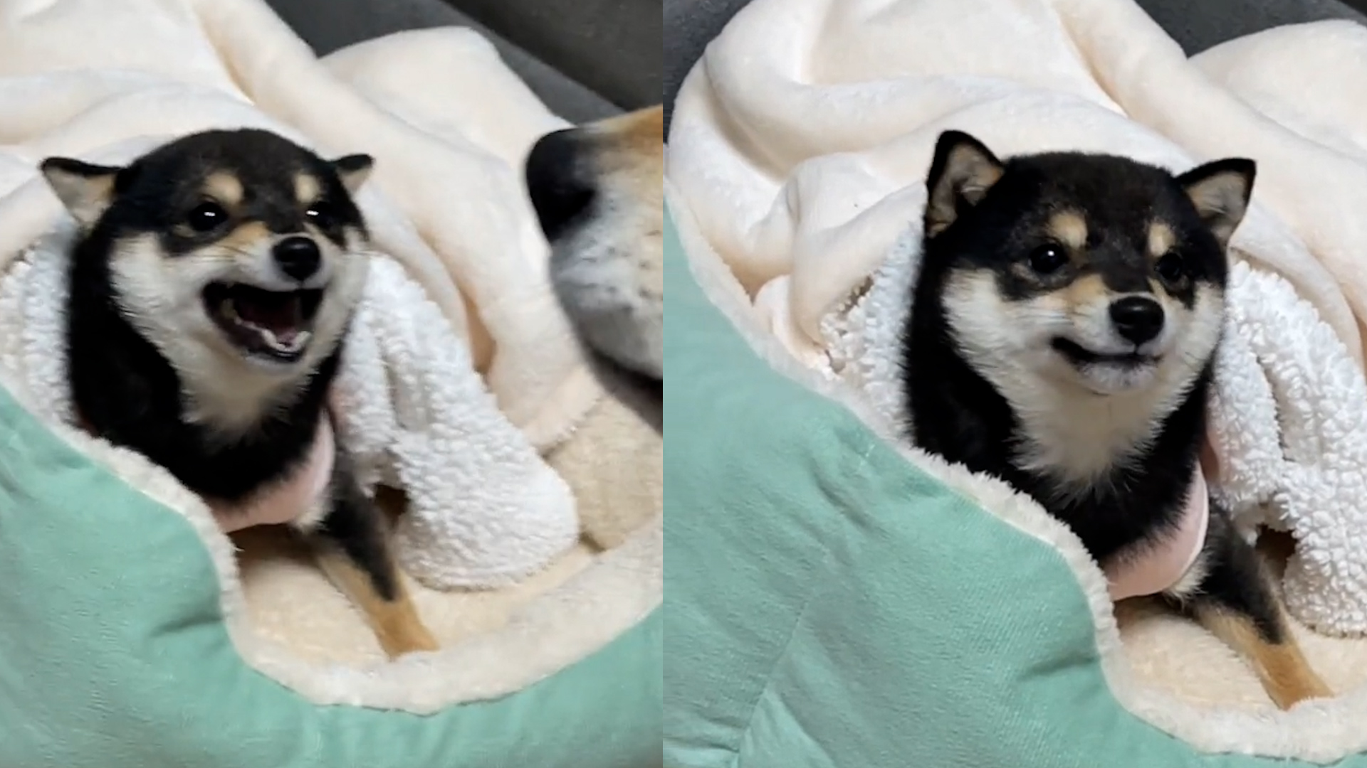 身材不大脾气不小,小狗和同伴吵架开口就是国粹,主人都看懵了