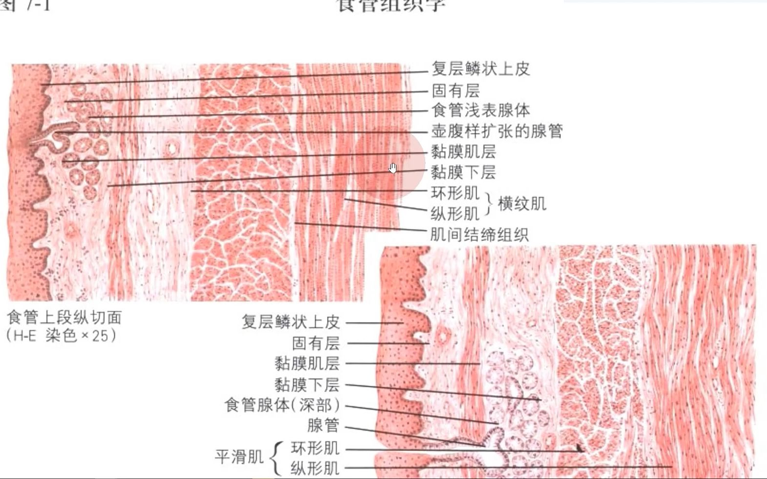 【组织学】食管组织切片