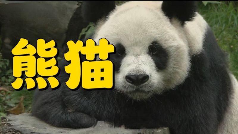 无心科普动物68:快来看可可爱爱的大熊猫,圈养熊猫的生活