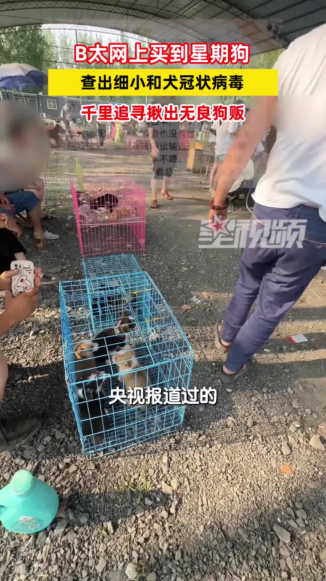 B太网上买到星期狗,查出细小和犬冠状病毒,千里追寻揪无良狗贩