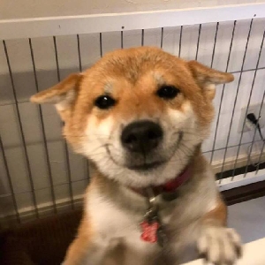 想与姑娘推牌九 