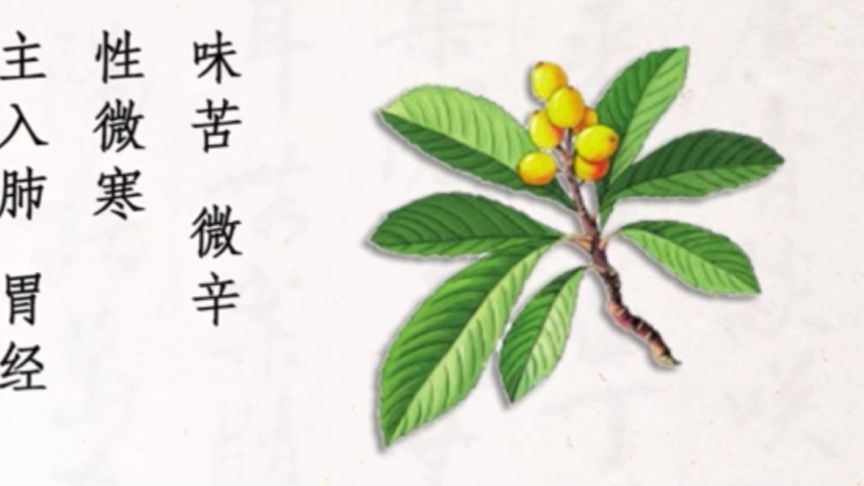 枇杷叶的功效,注意事项!