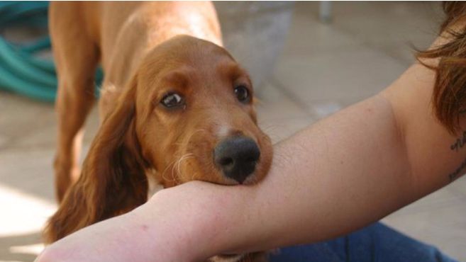 得了狂犬病到底有哪些症状?看完之后你还敢养狗吗?