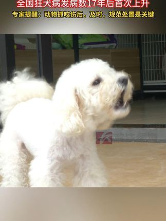 专家提醒:动物抓咬伤后,及时、规范处置是关键