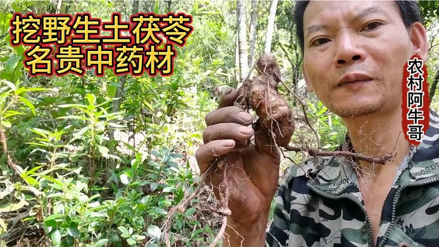 阿牛哥带大家认识一种名贵而稀少的中草药土茯苓 它的用途很广。