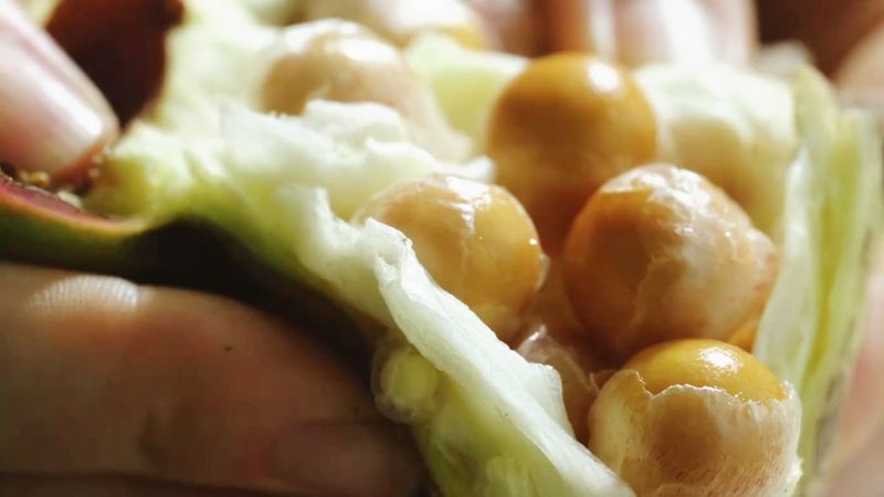 人间"大丹"鸡头米,熬小甜水一绝!