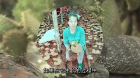 吃灵芝孢子粉的禁忌,灵芝孢子粉有啥功效