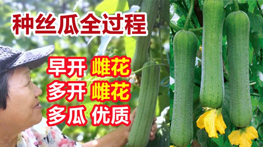 【丝瓜种植全过程】如何早开雌花,多开雌花,多结瓜