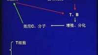 T细胞介导的细胞免疫应答