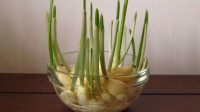 大蒜根本不用花钱买,教你在家种植水培大蒜,长成后一年都吃不完