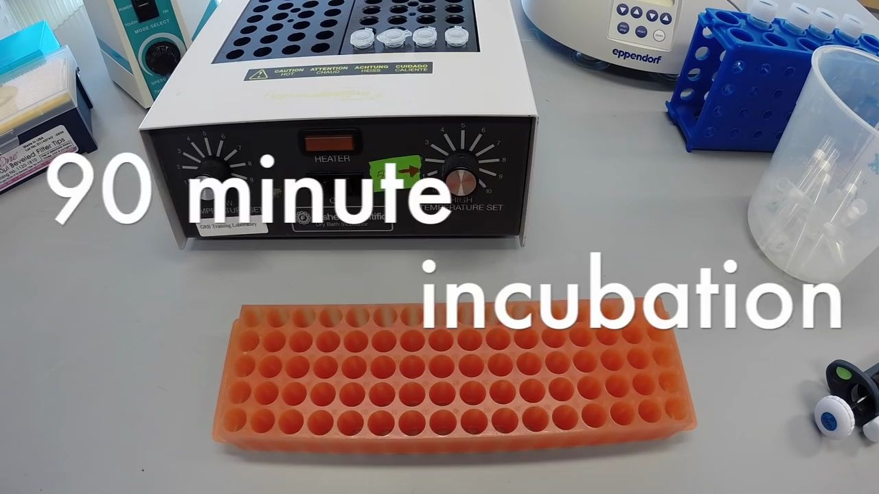 PCR 操作步骤1——提取DNA(1)【DNA Extraction Part 1】