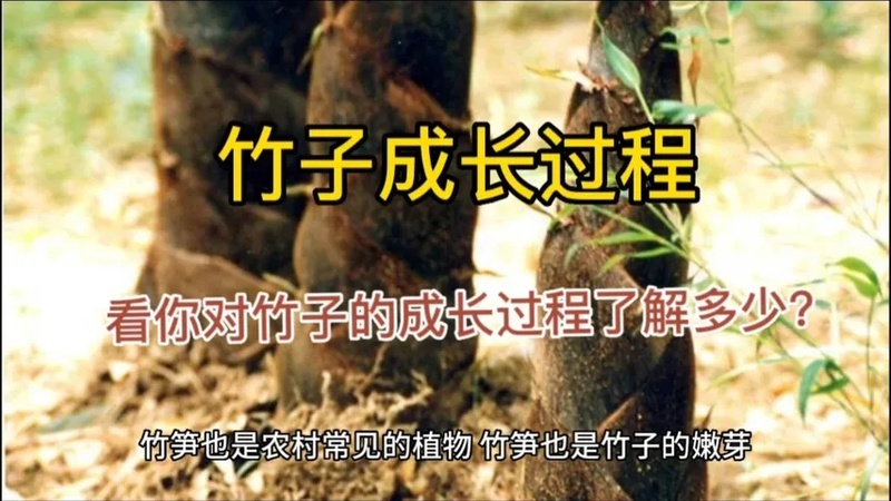 竹子成长过程,了解大自然的植物生长