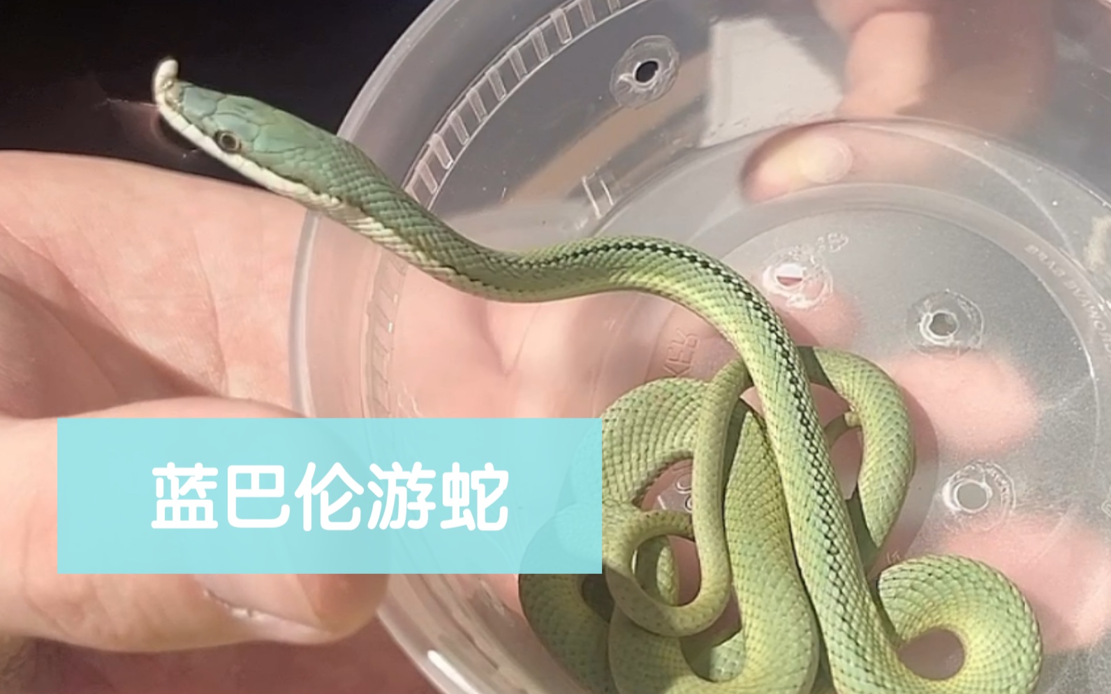 【开箱】蓝巴伦游蛇苗,价值一个香奈儿的蛇