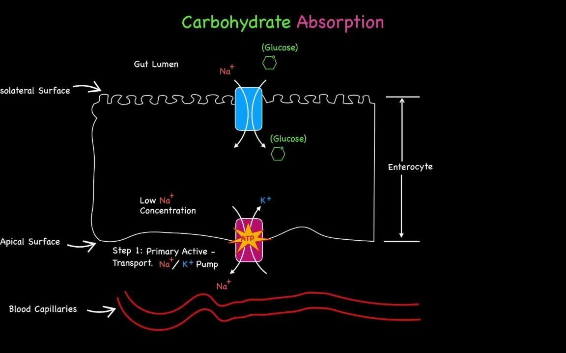 小肠吸收葡萄糖是主动运输?Is glucose absorption in small intestine ...