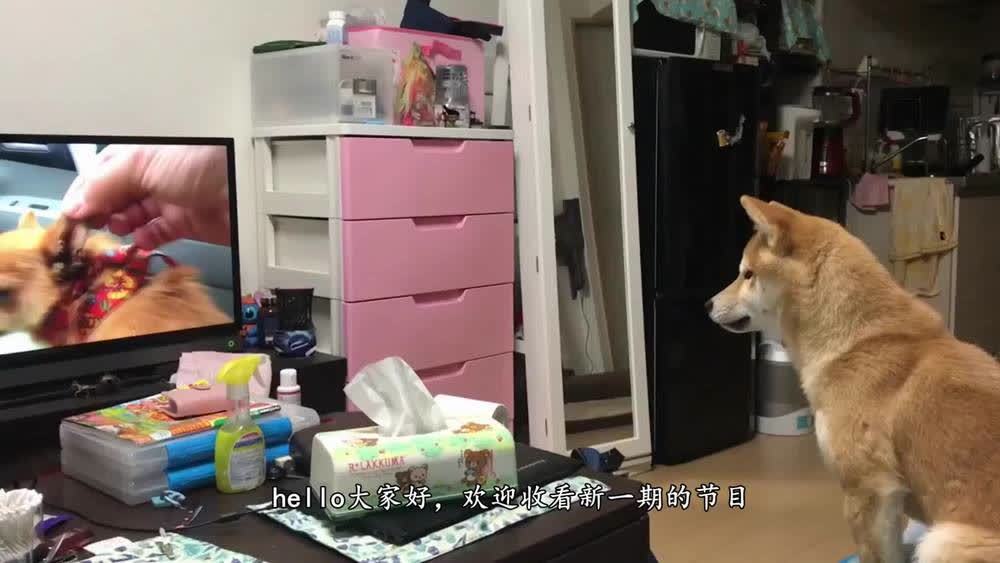 几只狗狗在看动画片,狗狗的反应把人萌翻了