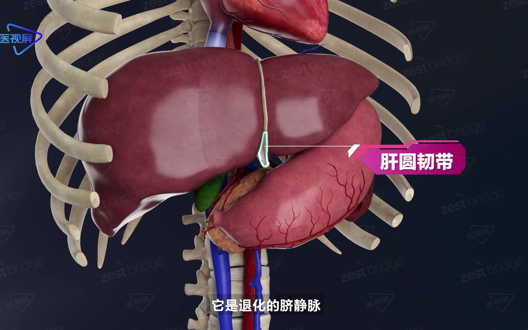 肝的形态及肝门