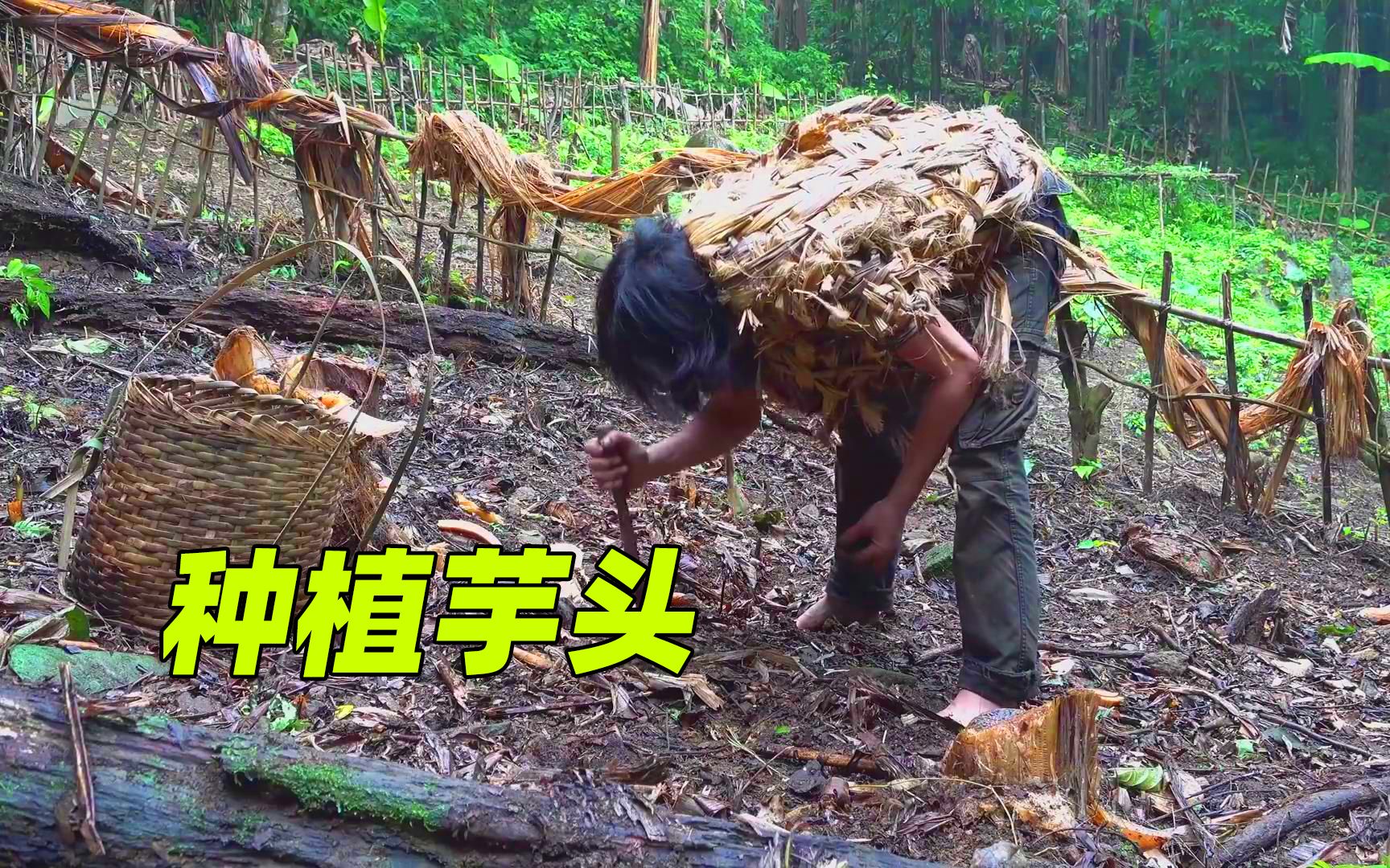 越南丛林荒野求生,芋头已经发芽,新一轮种植开始,期待丰收!