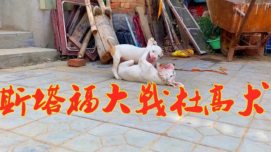 两个月大的斯塔福 杜高打架真厉害,咬住对方不撒口,看谁更厉害