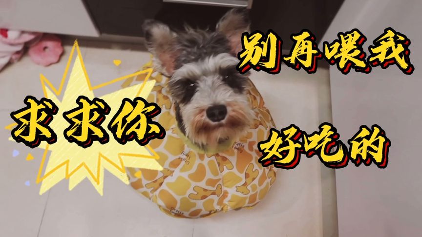 狗狗突然中毒,结果竟是我喂了它这个好吃的#作业#