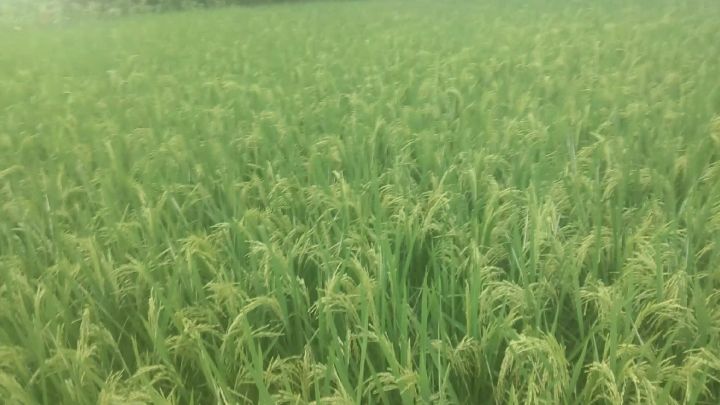 我们来一起看看今年农民的收获怎么样,稻谷还是不错的