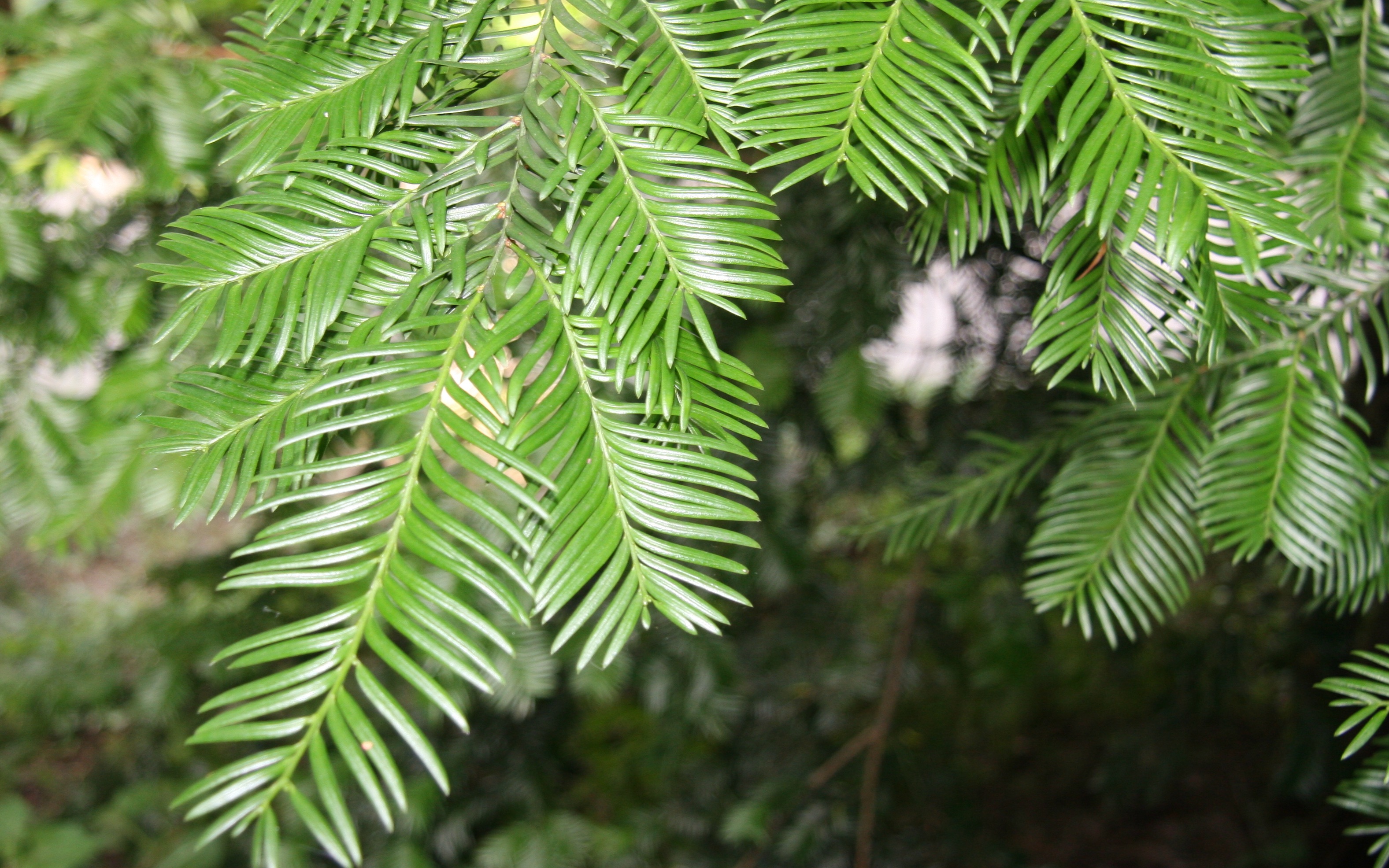 2020科技节活动—复旦大学祖嘉博物馆植物馆参观