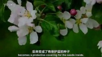苹果从花到形成果实的过程_高清